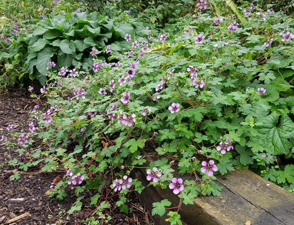 Alpine or Rock Geraniums • The Hardy Geranium Nursery