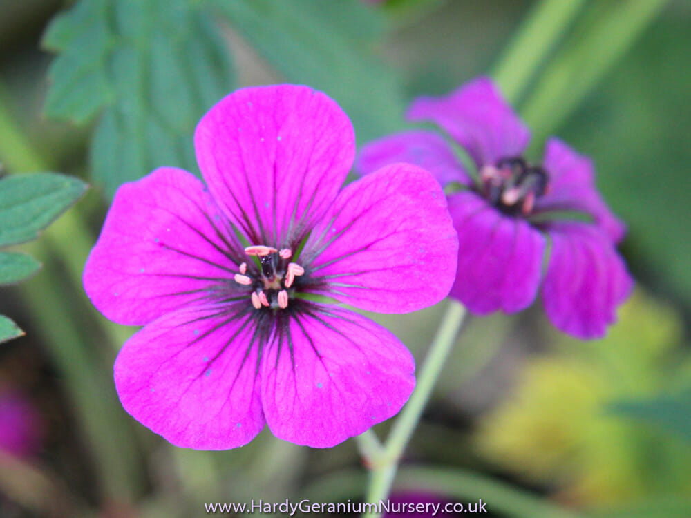 Geranium ‘Anne Thomson' • The Hardy Geranium Nursery