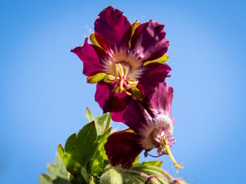 Geranium phaeum ‘Raven’ • The Hardy Geranium Nursery