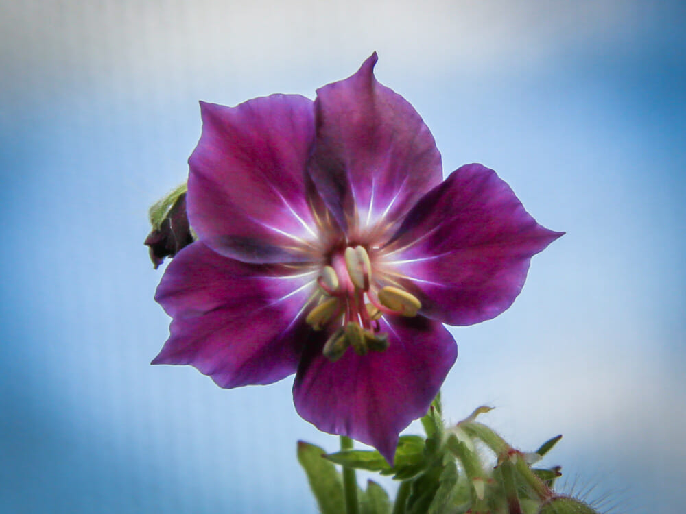 Geranium phaeum ‘Springtime' • The Hardy Geranium Nursery