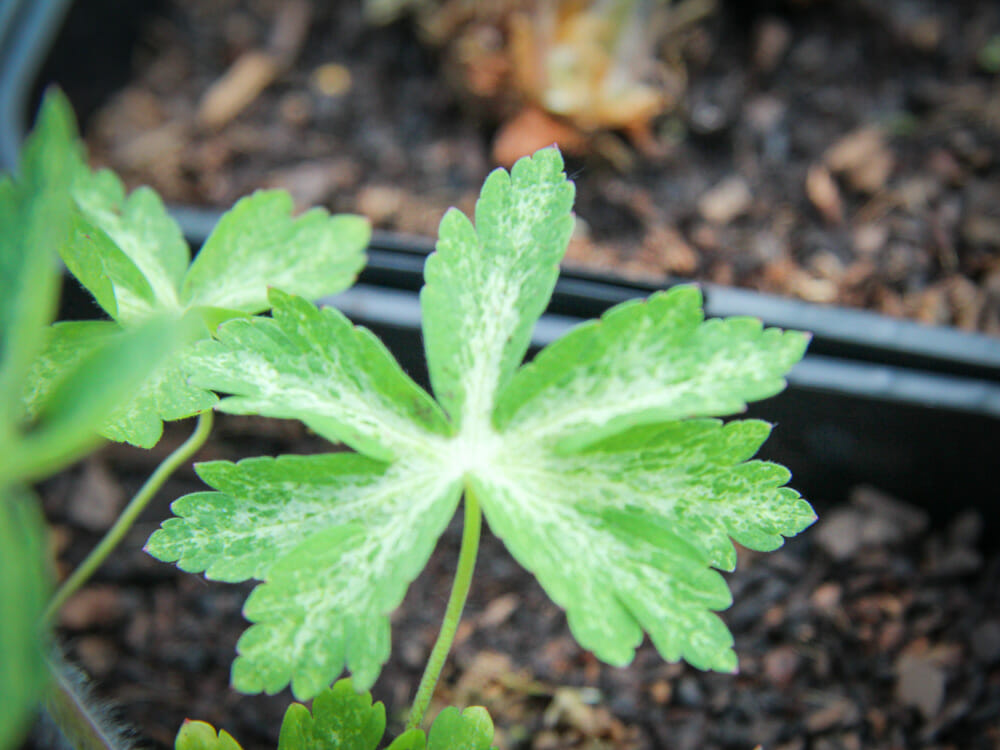 Geranium phaeum ‘Raven’ • The Hardy Geranium Nursery