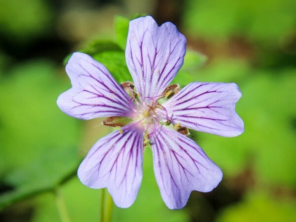 Homepage • The Hardy Geranium Nursery