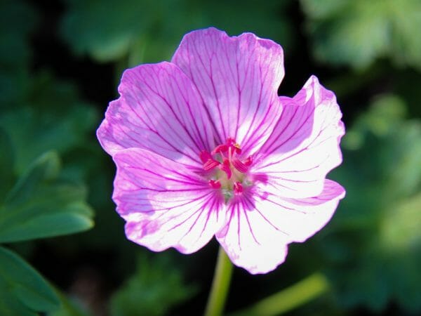 Hardy Geraniums • The Hardy Geranium Nursery