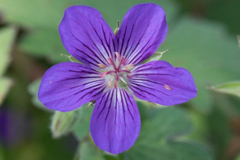 Hardy Geraniums • The Hardy Geranium Nursery