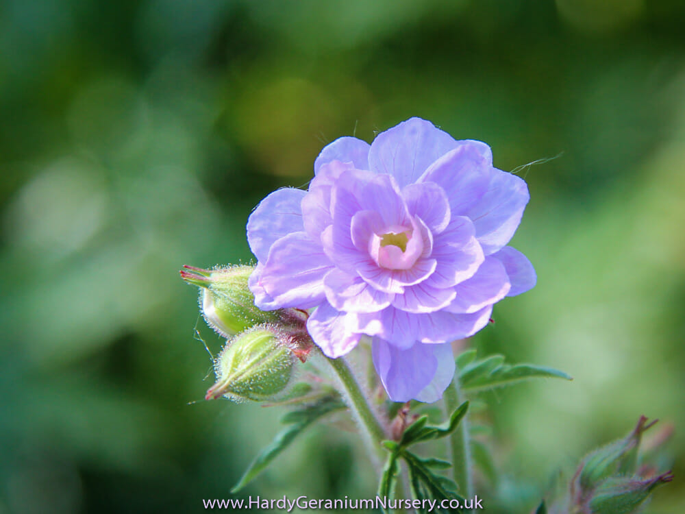 Geranium ‘Tiny Monster’ • The Hardy Geranium Nursery
