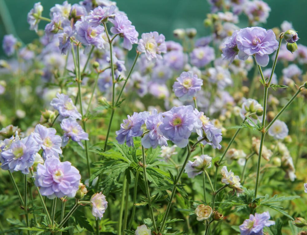 Geraniums for Shade • The Hardy Geranium Nursery