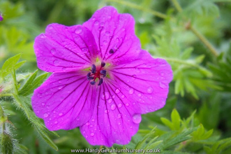 Geranium ‘Tiny Monster’ • The Hardy Geranium Nursery