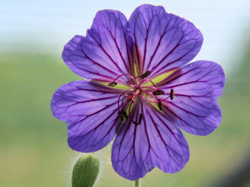 Hardy Geraniums • The Hardy Geranium Nursery