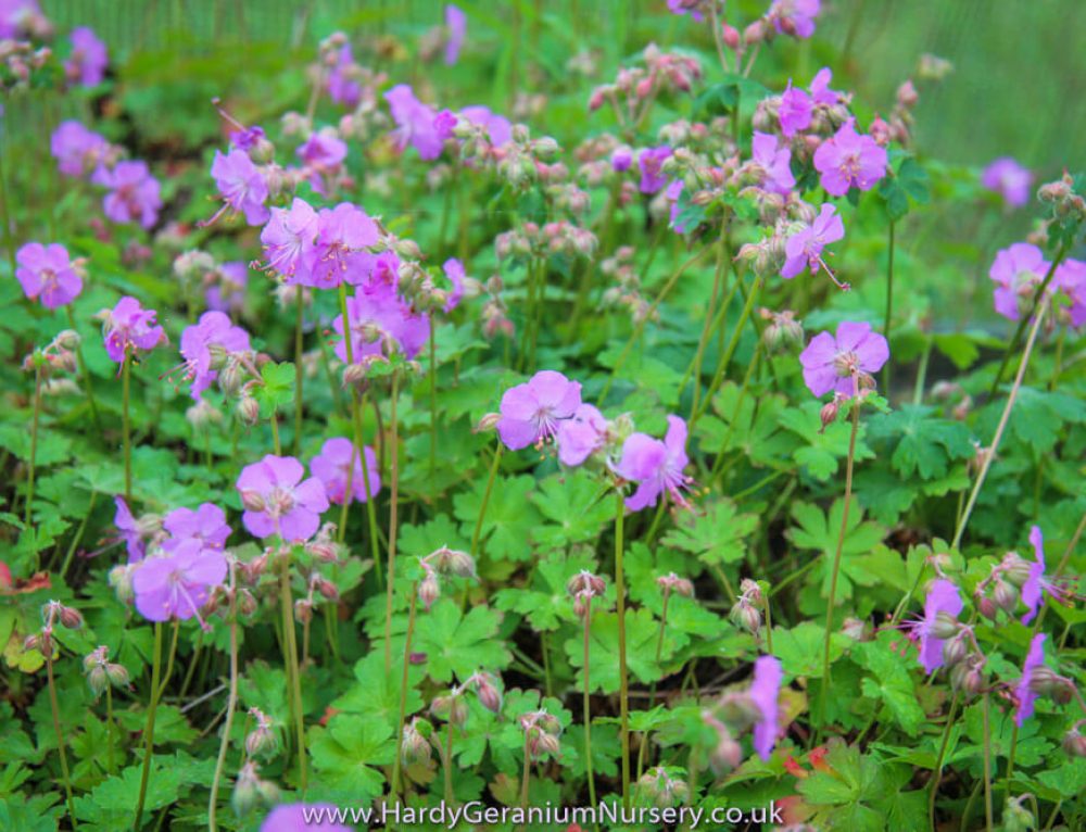 Low growing geraniums • The Hardy Geranium Nursery