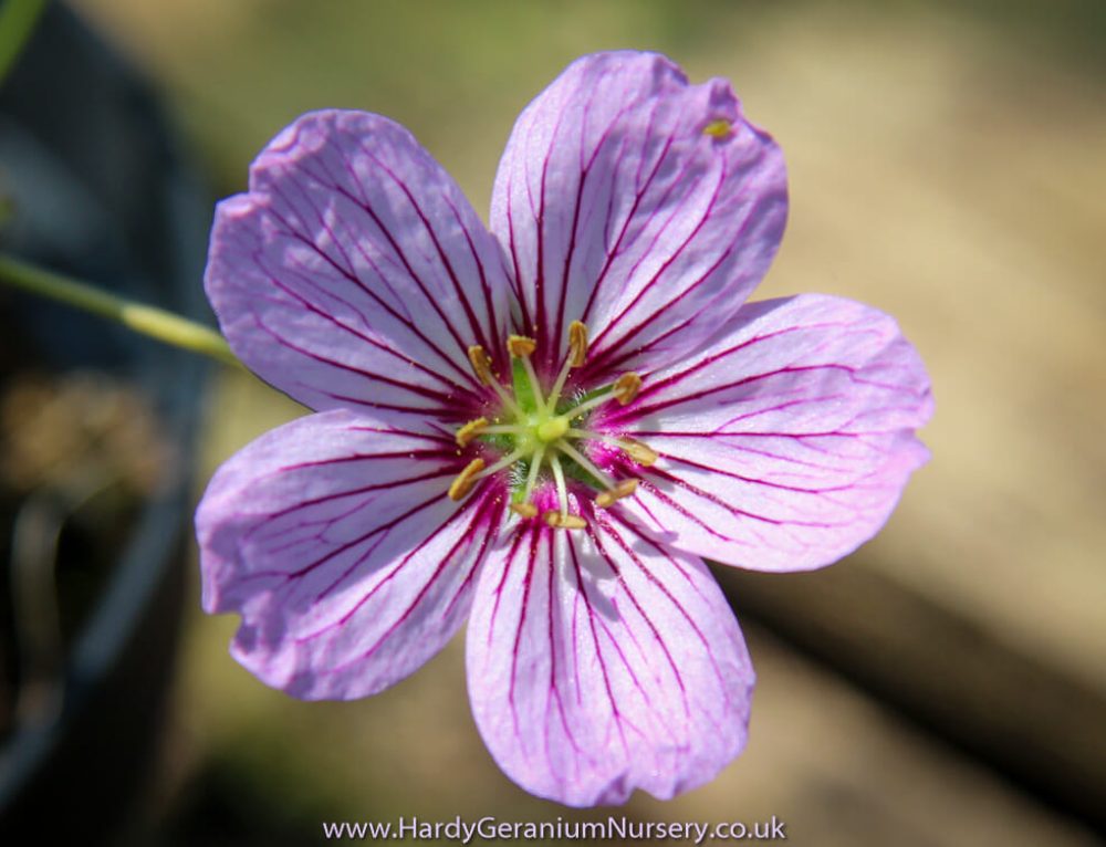 Low growing geraniums • The Hardy Geranium Nursery