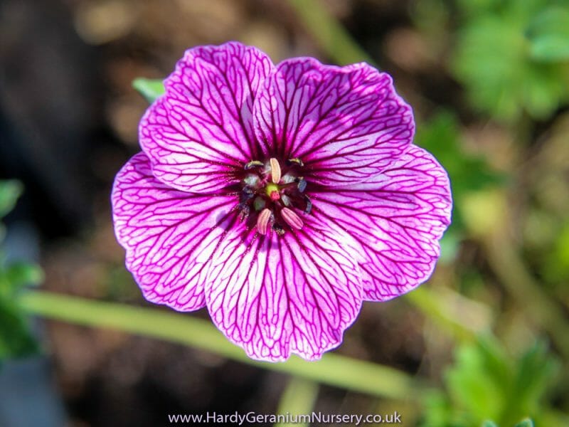 Hardy Geraniums • The Hardy Geranium Nursery