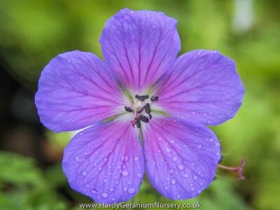 Hardy Geraniums • The Hardy Geranium Nursery