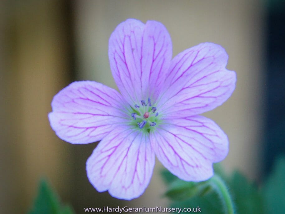 Geranium x oxonianum ‘Wargrave Pink’ • The Hardy Geranium Nursery