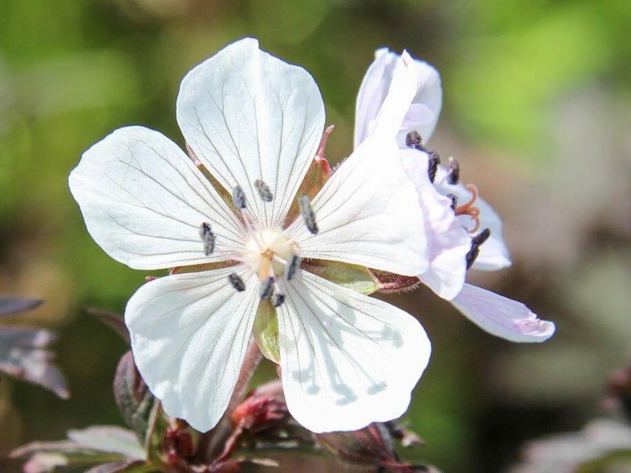 Geranium pratense ‘Laura’ • The Hardy Geranium Nursery