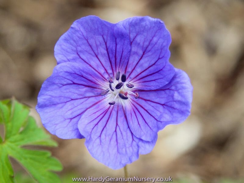 Hardy Geraniums • The Hardy Geranium Nursery