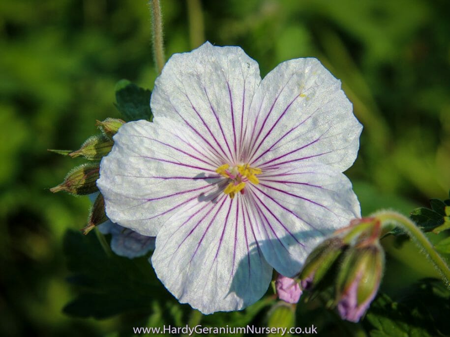 Geranium himalayense ‘Derrick Cook’ • The Hardy Geranium Nursery
