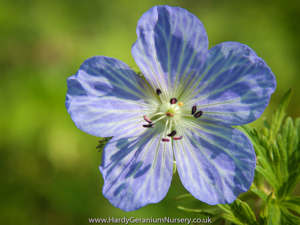 Geranium pratense ‘Mrs. Kendall Clark’ • The Hardy Geranium Nursery