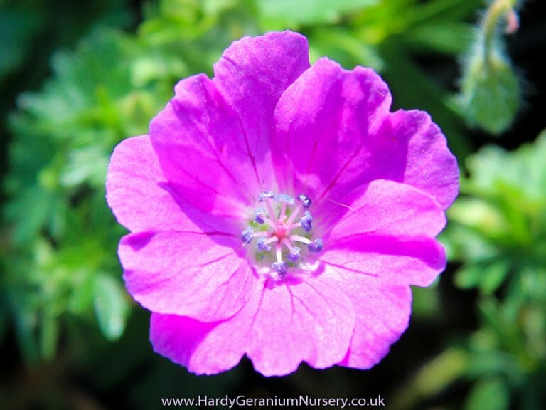 Geranium sanguineum ‘Glenluce’ • The Hardy Geranium Nursery