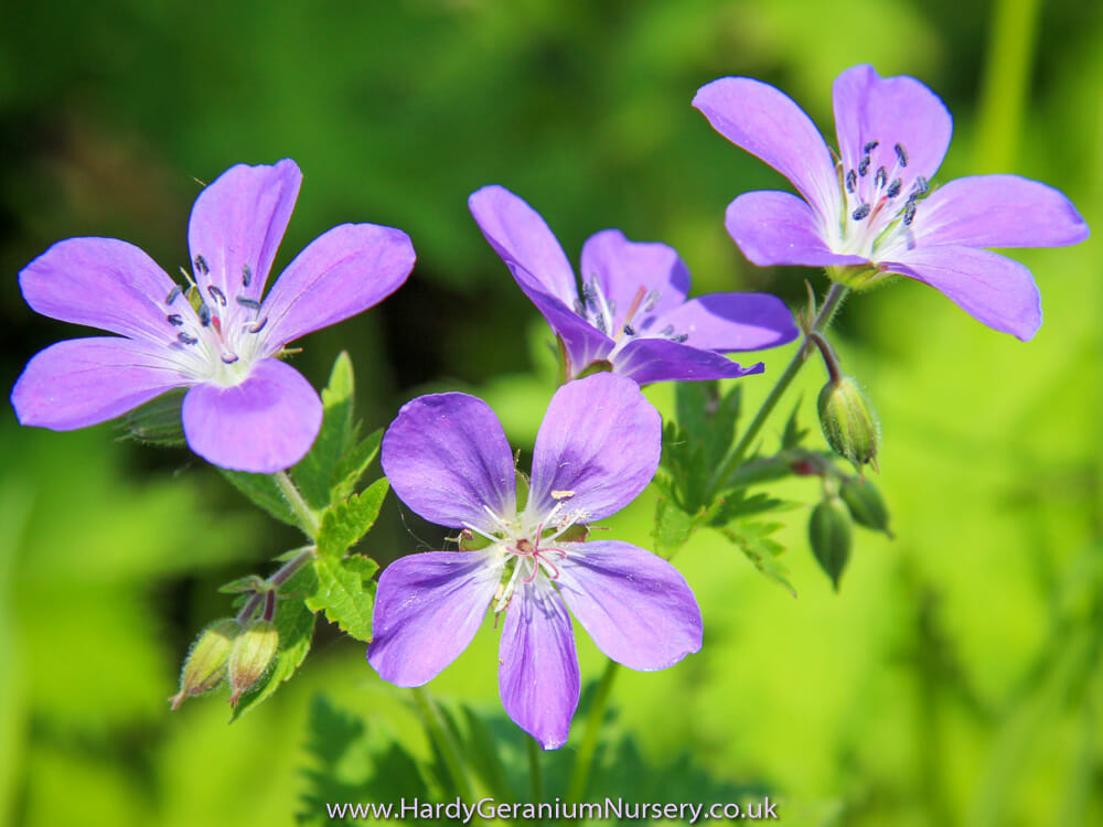 Spring Flowering Geraniums • The Hardy Geranium Nursery