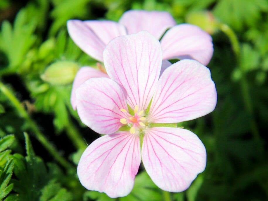 Geranium sanguineum ‘Glenluce’ • The Hardy Geranium Nursery