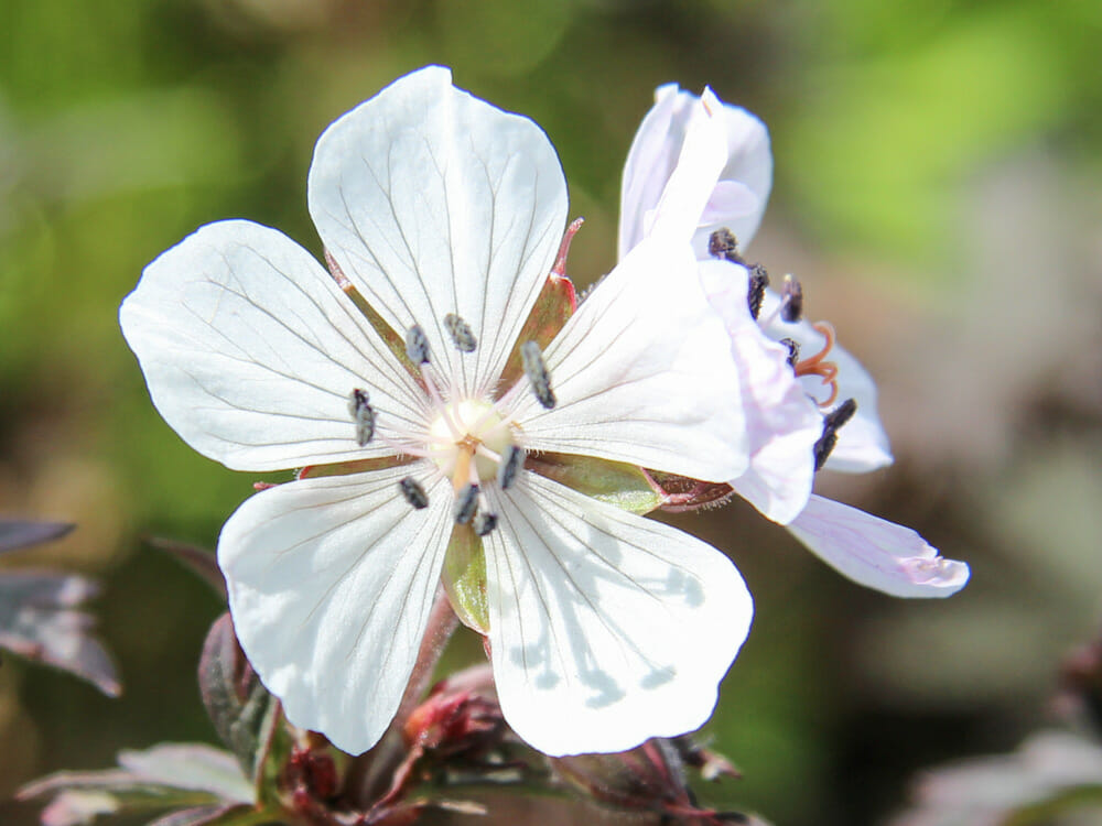 Geranium pratense ‘Midnight Ghost’ • The Hardy Geranium Nursery