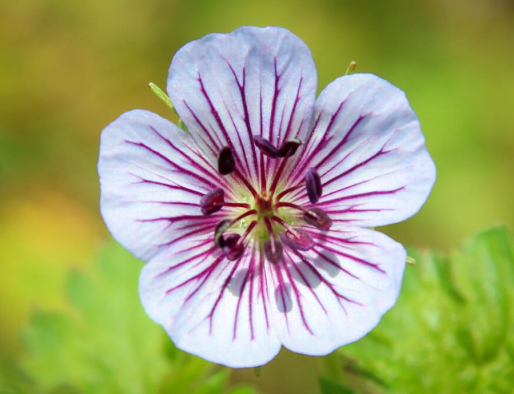 White flowered Geraniums • The Hardy Geranium Nursery