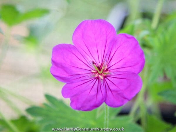 Hardy Geraniums • The Hardy Geranium Nursery