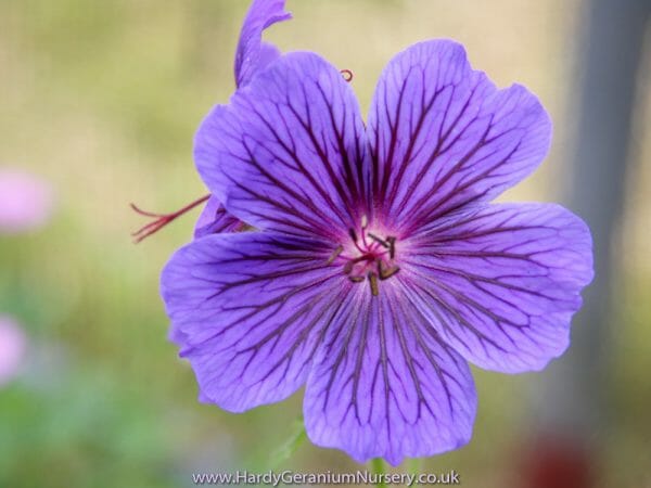 Hardy Geraniums • The Hardy Geranium Nursery