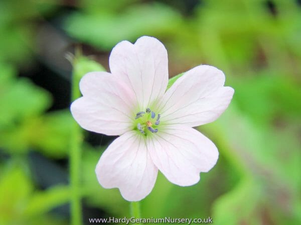 Hardy Geraniums • The Hardy Geranium Nursery