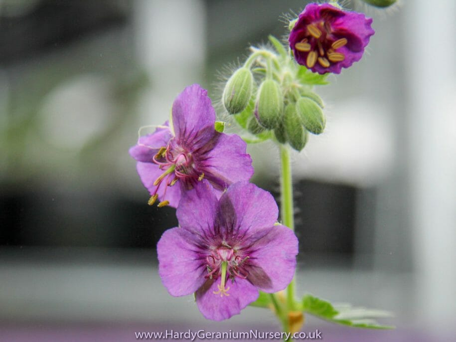 Geranium phaeum ‘Samobor' • The Hardy Geranium Nursery