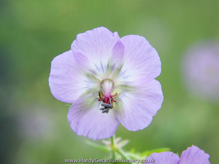Geranium phaeum ‘Raven’ • The Hardy Geranium Nursery