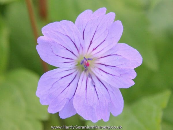 Hardy Geraniums • The Hardy Geranium Nursery