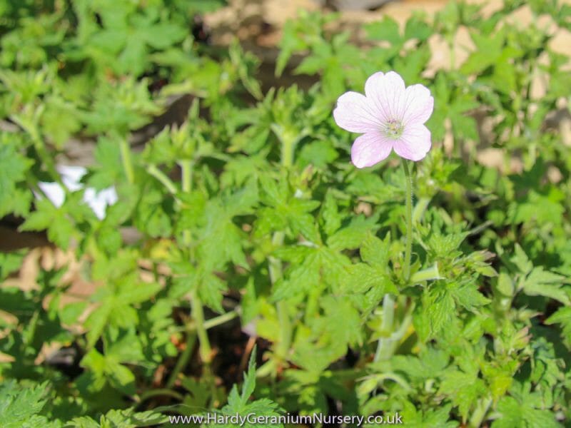 Geranium x oxonianum f. thurstonianum ‘Southcombe Star’ • The Hardy ...
