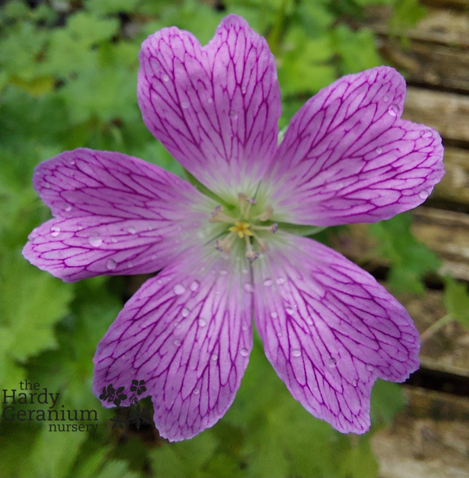 Geranium x oxonianum ‘Claridge Druce’ • The Hardy Geranium Nursery