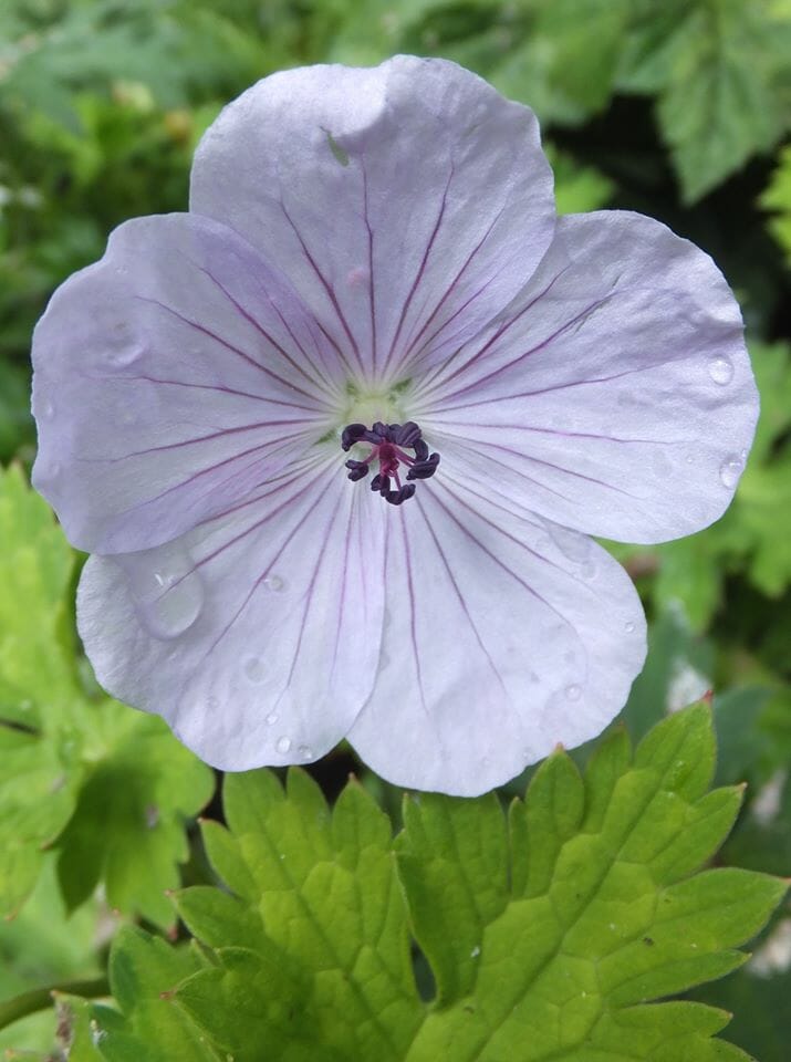 Geranium 'Lilac Ice' • The Hardy Geranium Nursery