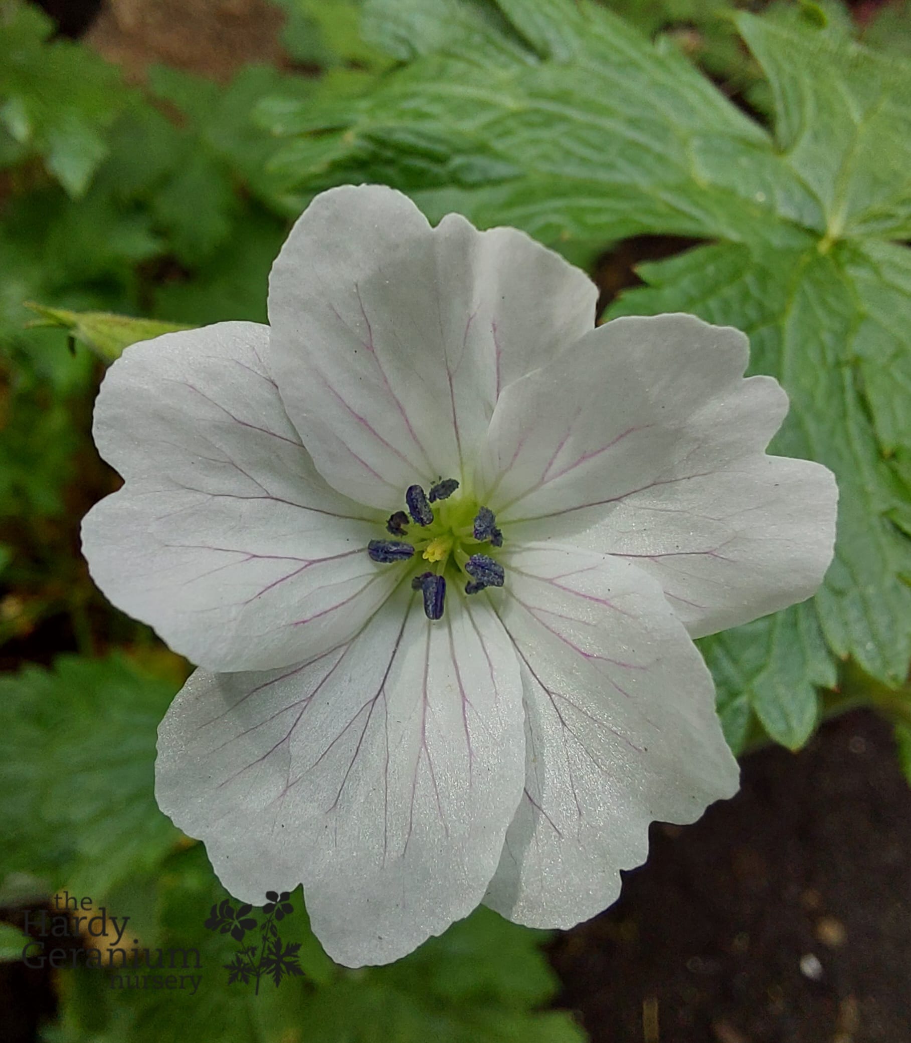 Geranium x oxonianum David Rowlinson • The Hardy Geranium Nursery