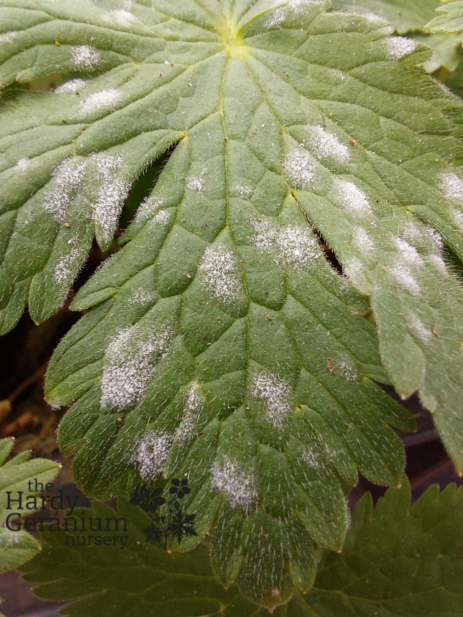 Powdery Mildew • The Hardy Geranium Nursery