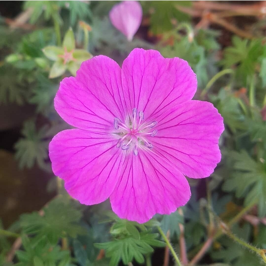 Native vs non-native Geraniums • The Hardy Geranium Nursery