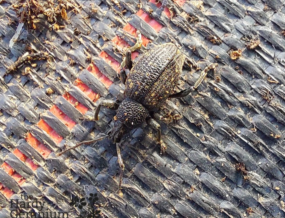 Powdery Mildew • The Hardy Geranium Nursery