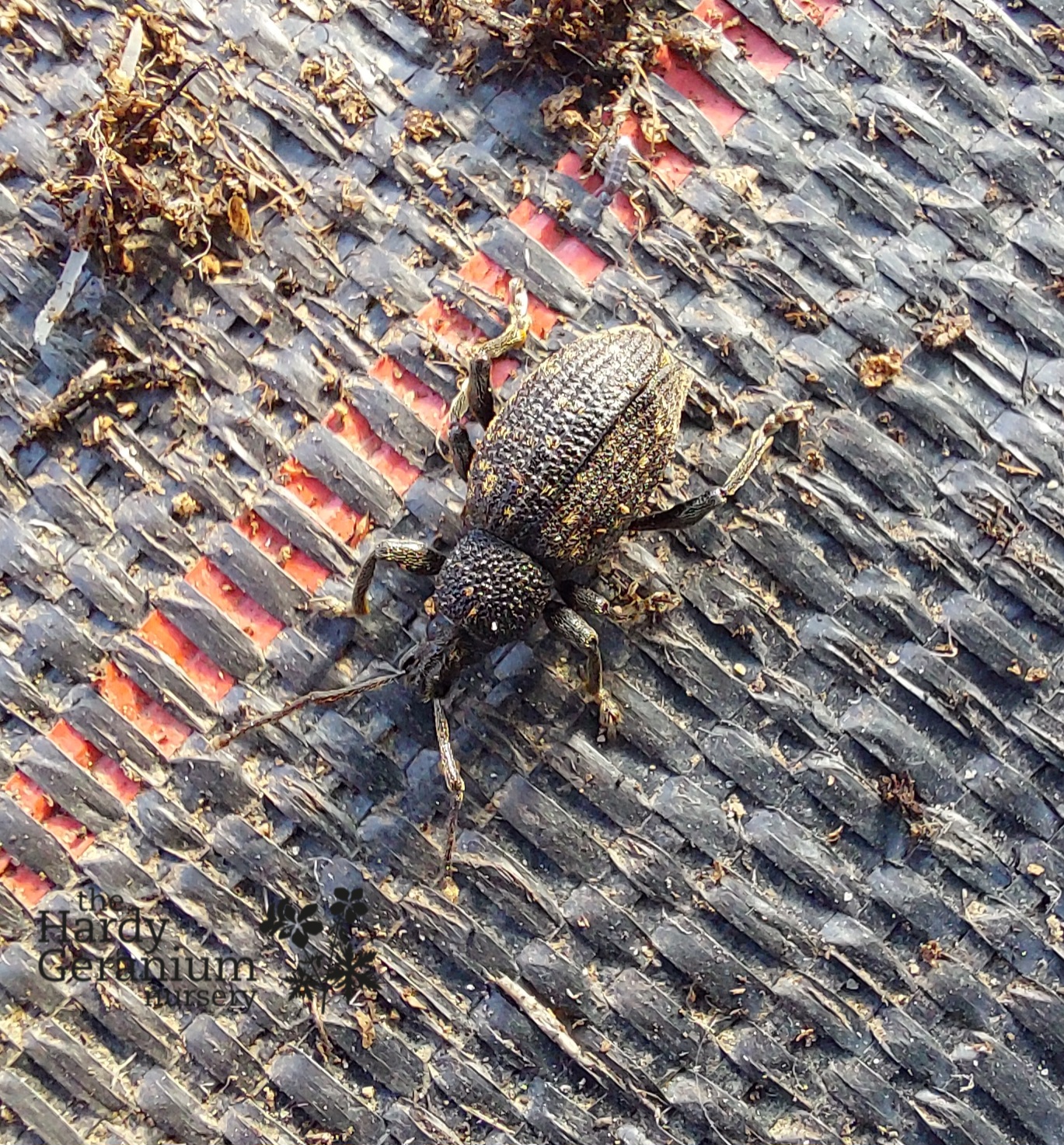 Black Weevil Black Vine Weevil | The Backyard Arthropod Project