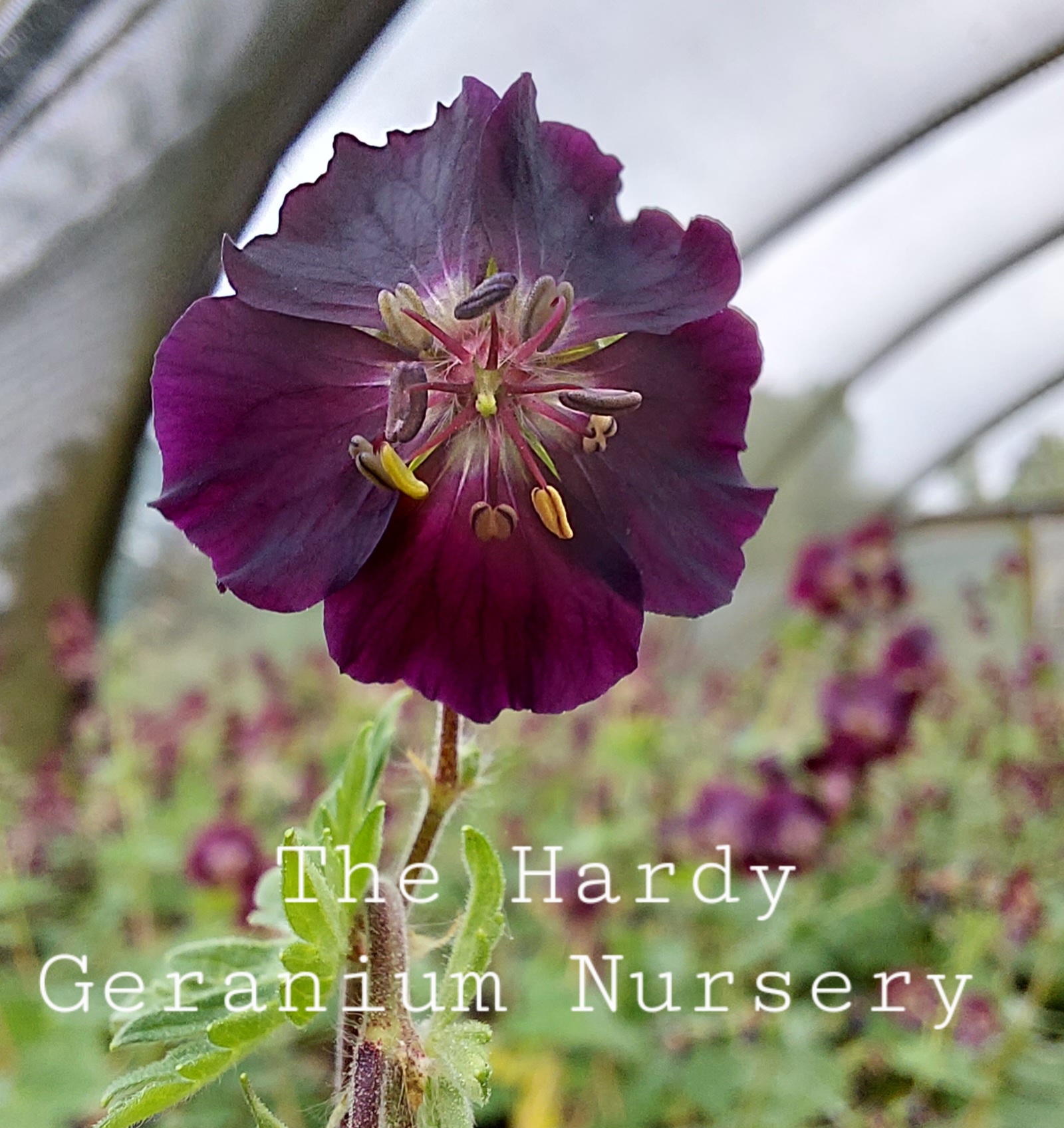 Geranium phaeum 'Lady in Mourning' • The Hardy Geranium Nursery