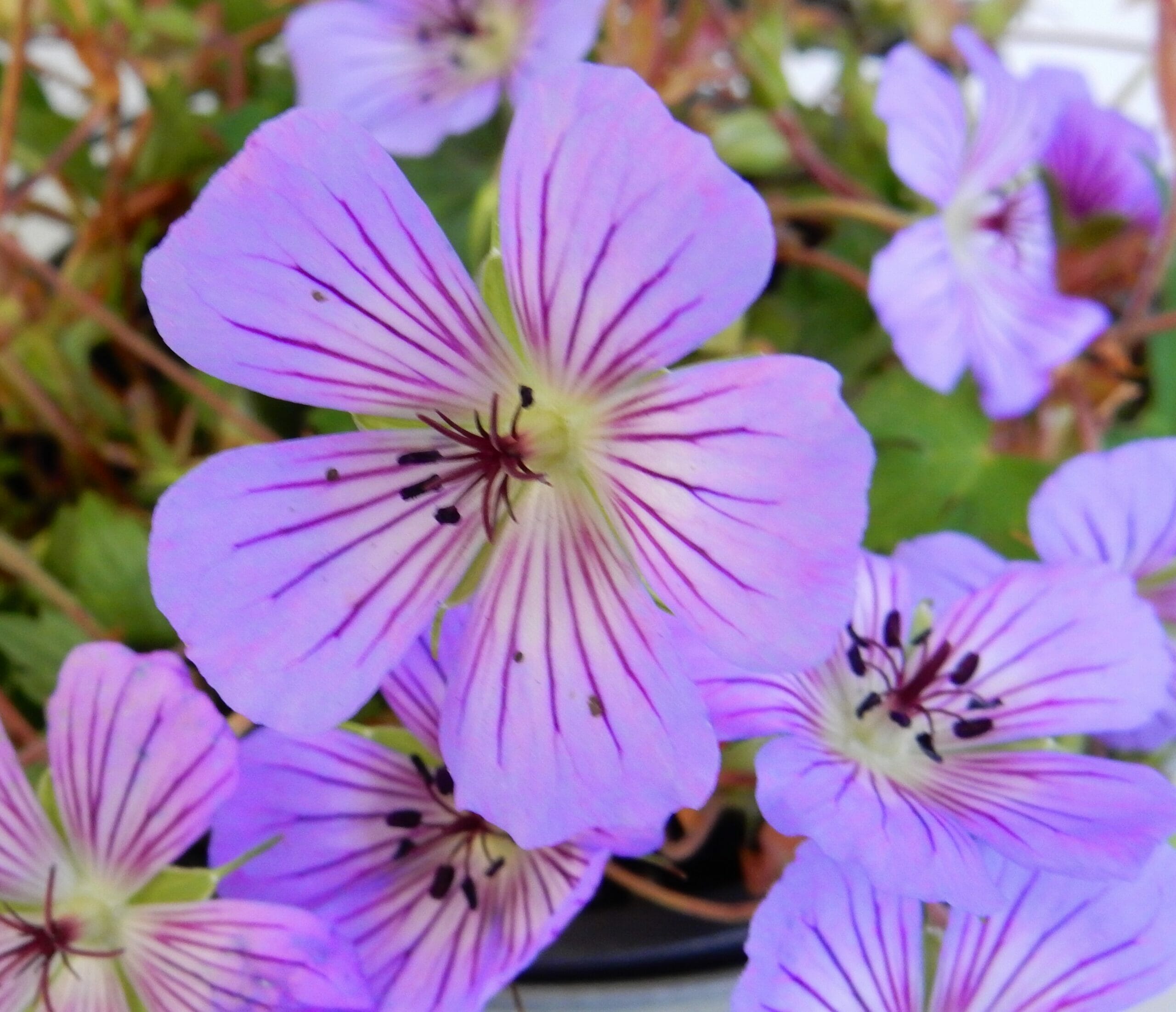 Geranium wallichianum ‘Magical Joy’ • The Hardy Geranium Nursery