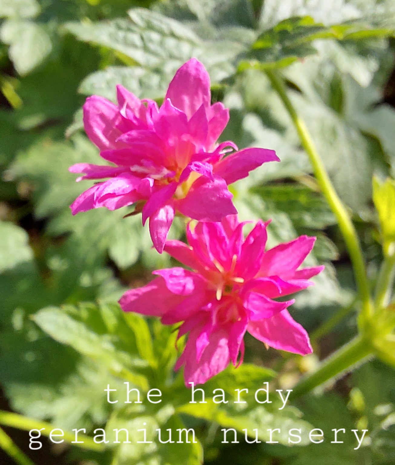 Geranium x oxonianum f. thurstonianum ‘Southcombe Double’ • The Hardy ...