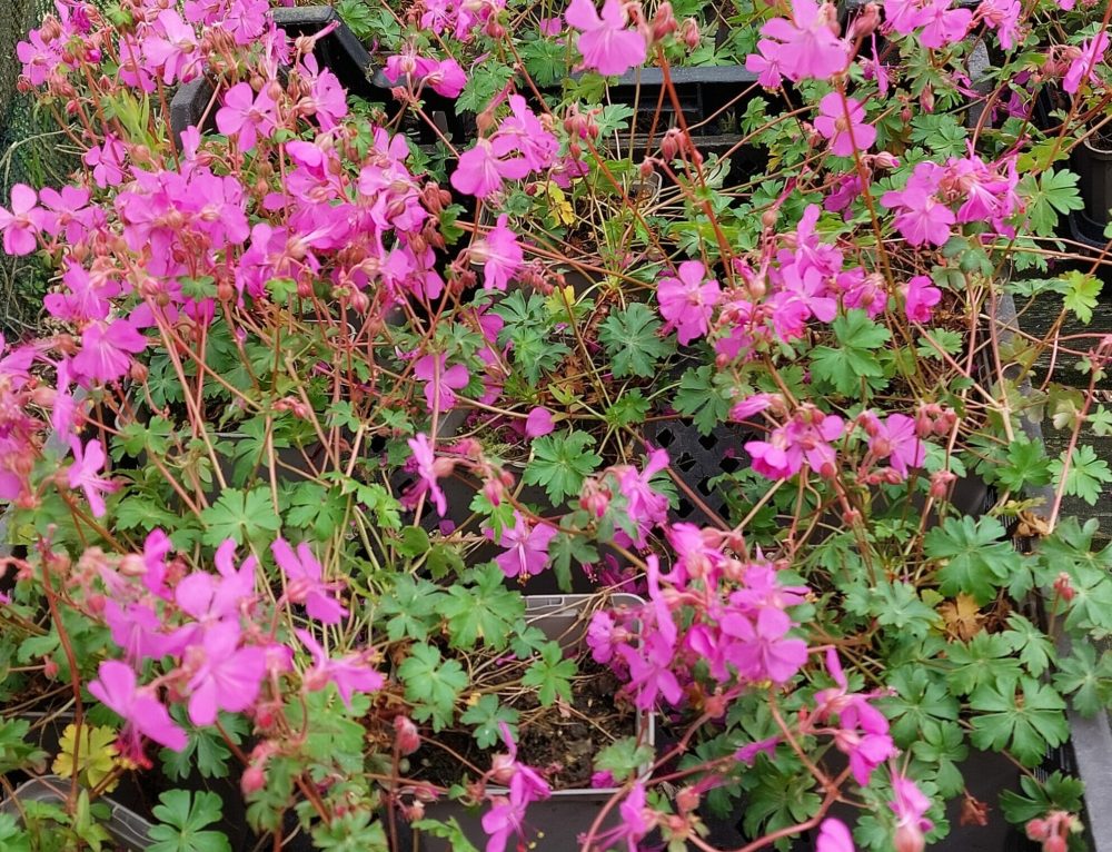 Trailing geraniums • The Hardy Geranium Nursery