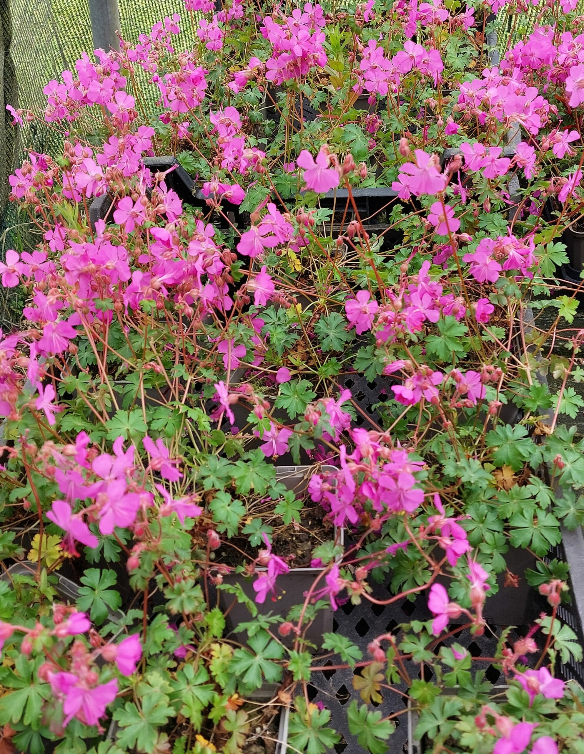 Low growing geraniums • The Hardy Geranium Nursery