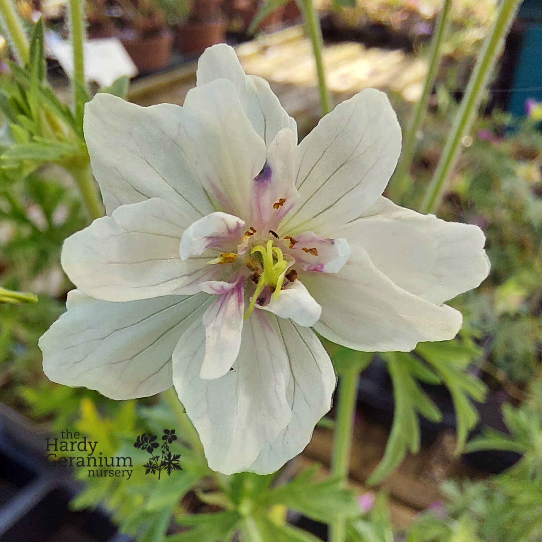 White flowered Geraniums • The Hardy Geranium Nursery