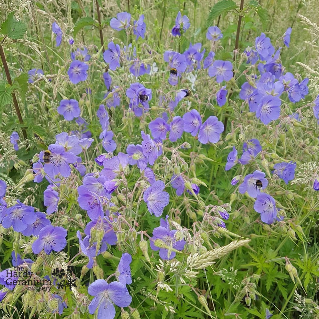 How do we know what bees can see? • The Hardy Geranium Nursery