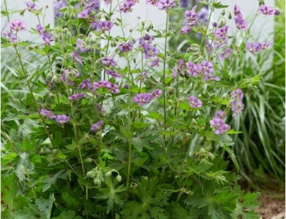 Trailing geraniums • The Hardy Geranium Nursery