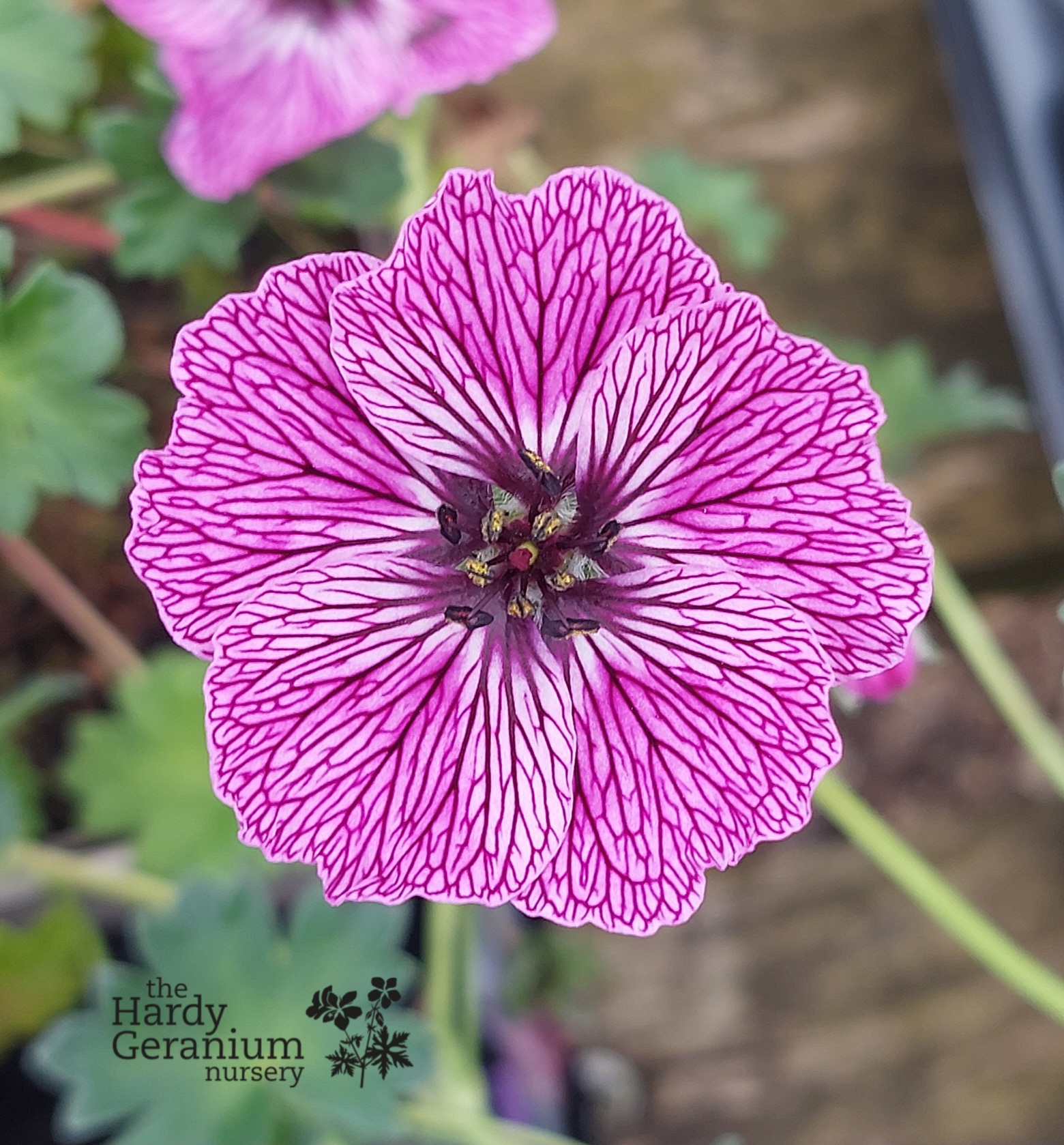 Geranium cinereum 'Jolly Jewel Lilac' • The Hardy Geranium Nursery