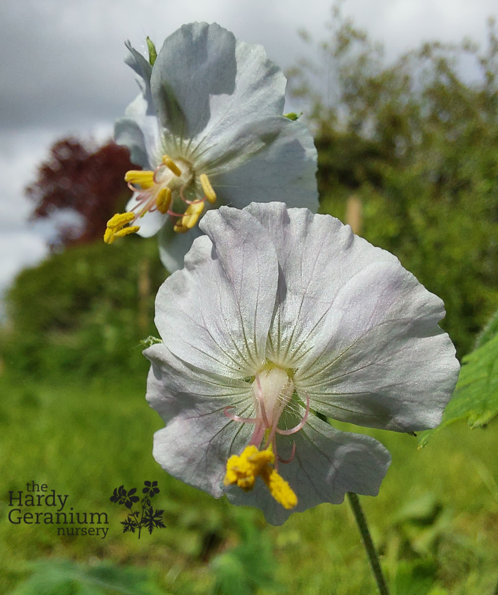 Geranium phaeum 'Marchants Ghost' • The Hardy Geranium Nursery